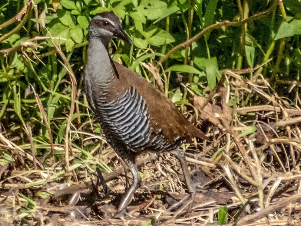 Guam Rail - eBird