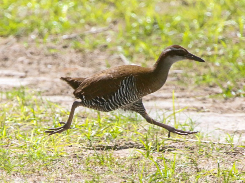 Guam Rail - eBird
