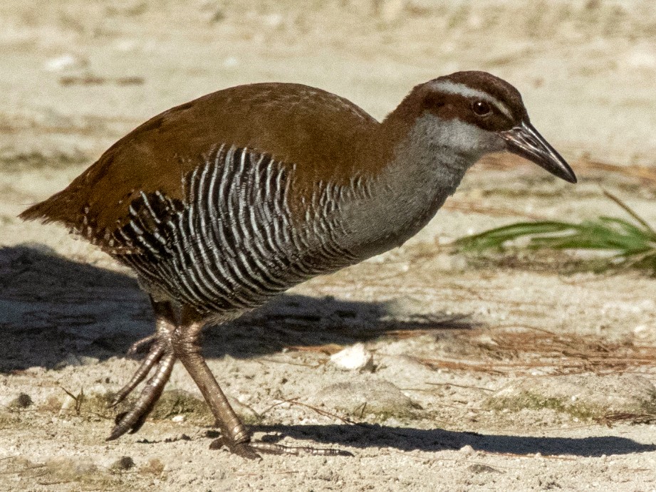 Guam Rail - eBird
