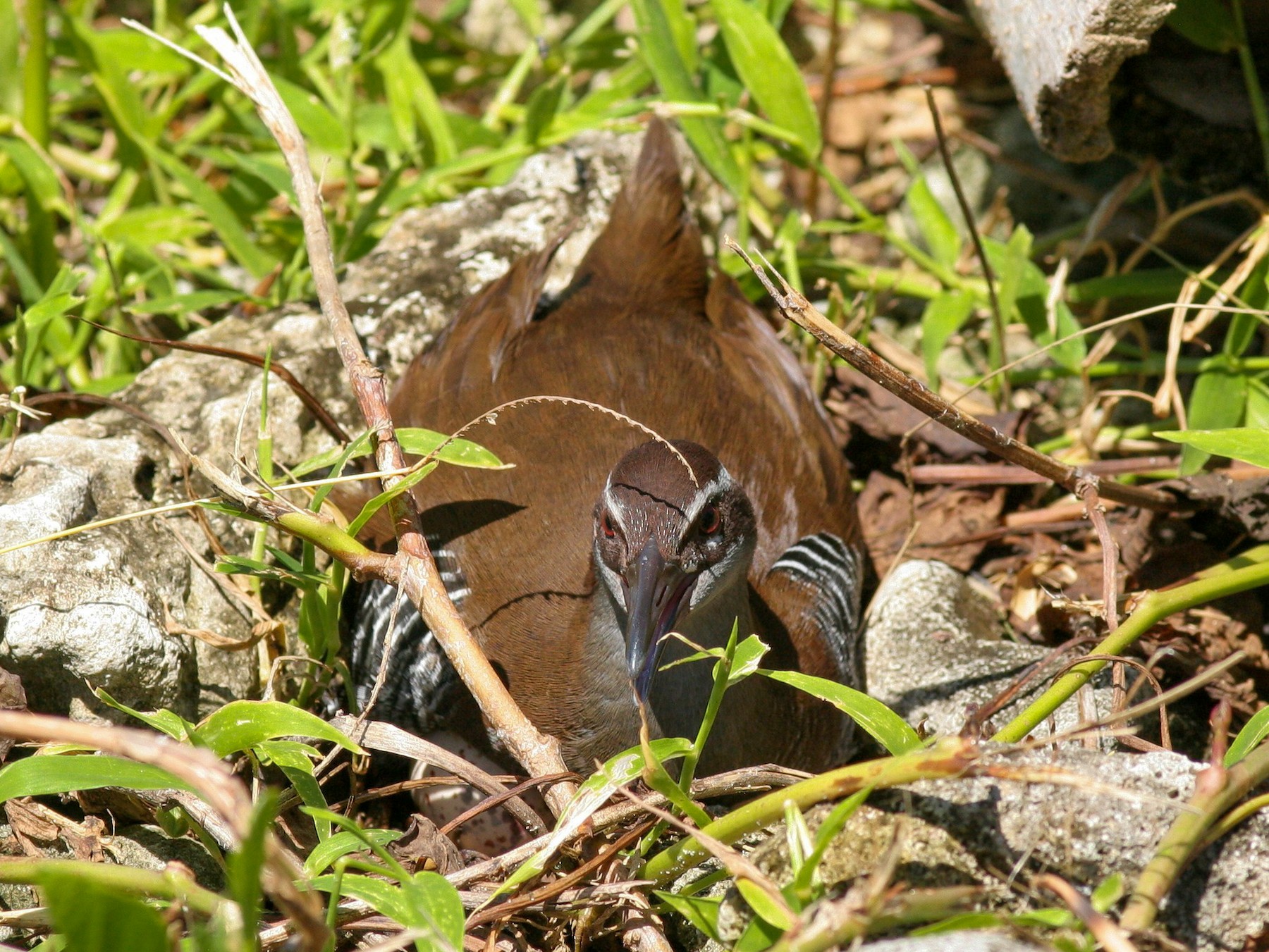 Guam Rail - eBird