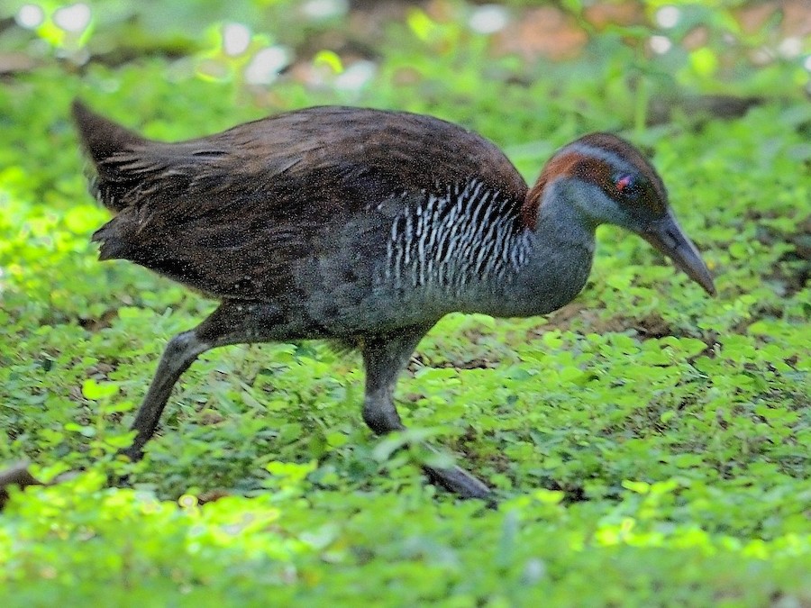 Roviana Rail - eBird