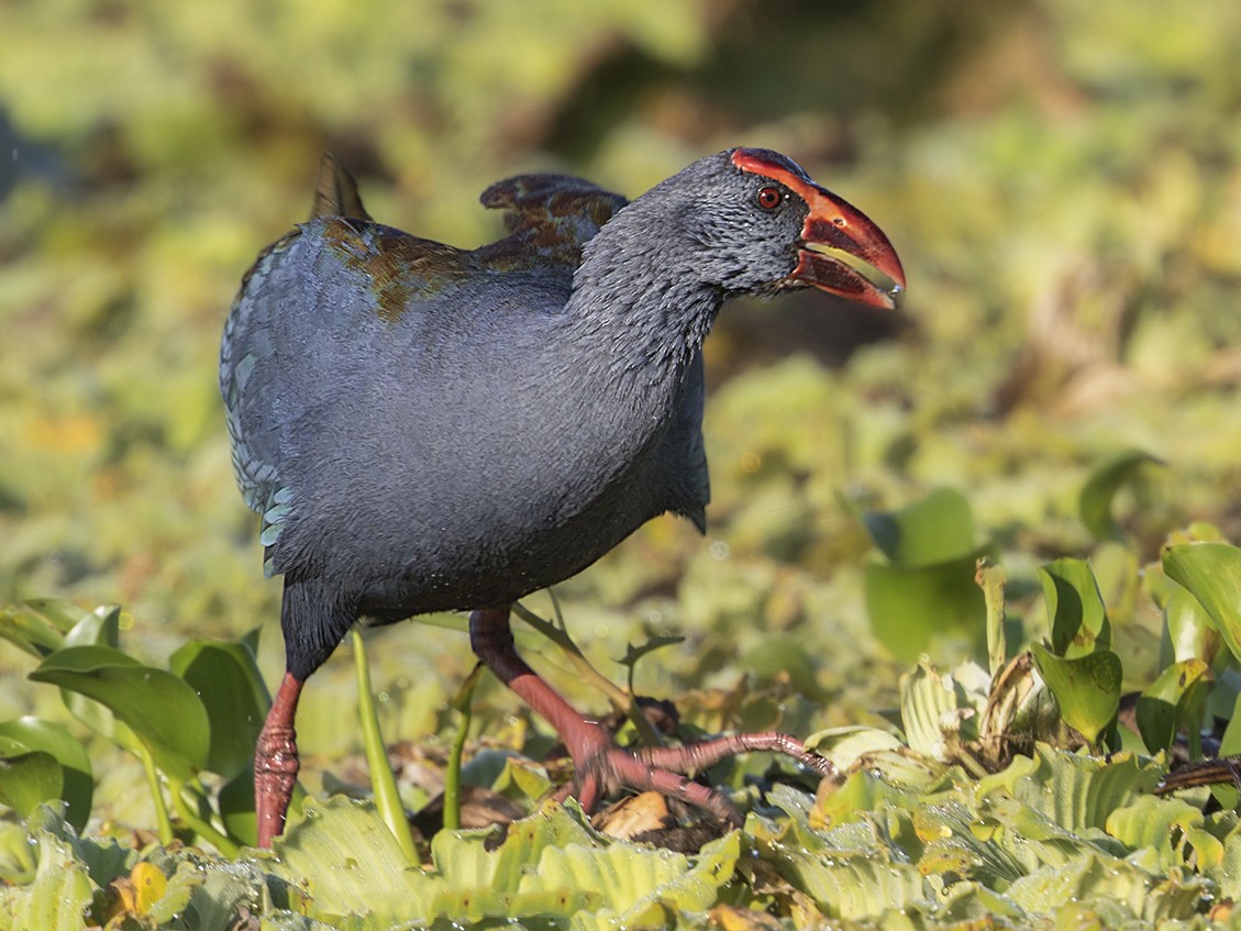 Philippine Swamphen - eBird