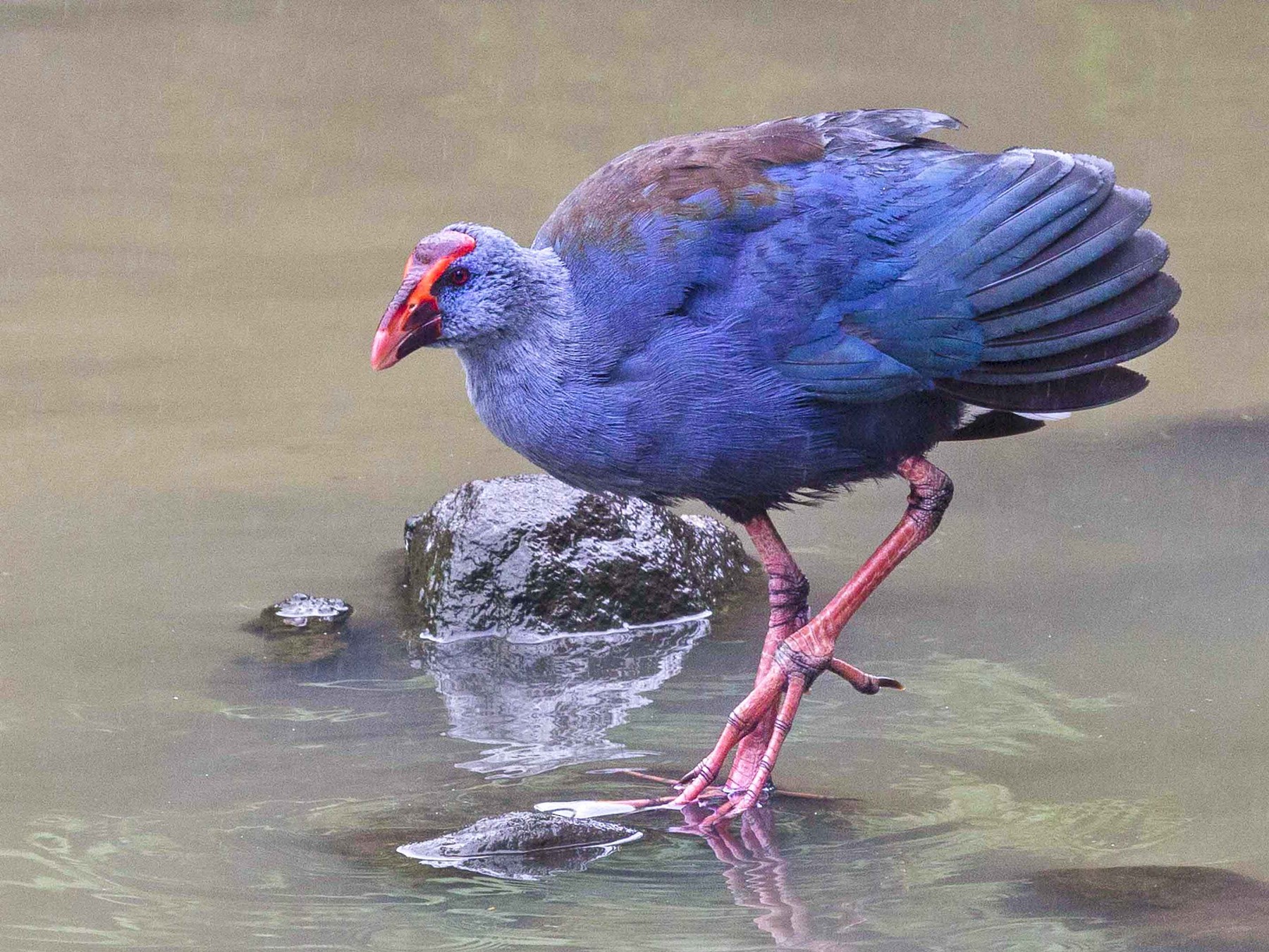 filippinsk purpurhöna - eBird