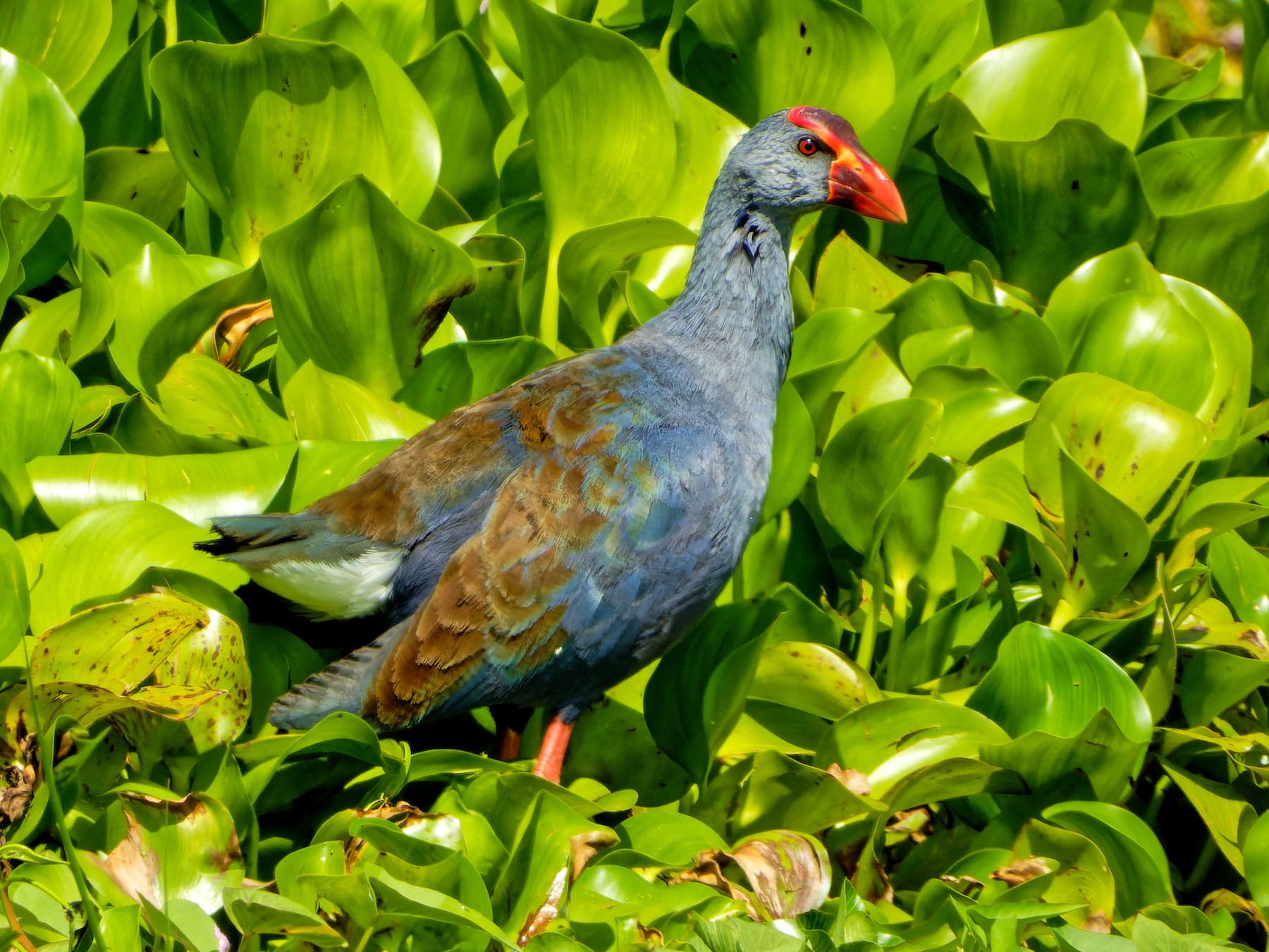 slípka filipínská - eBird