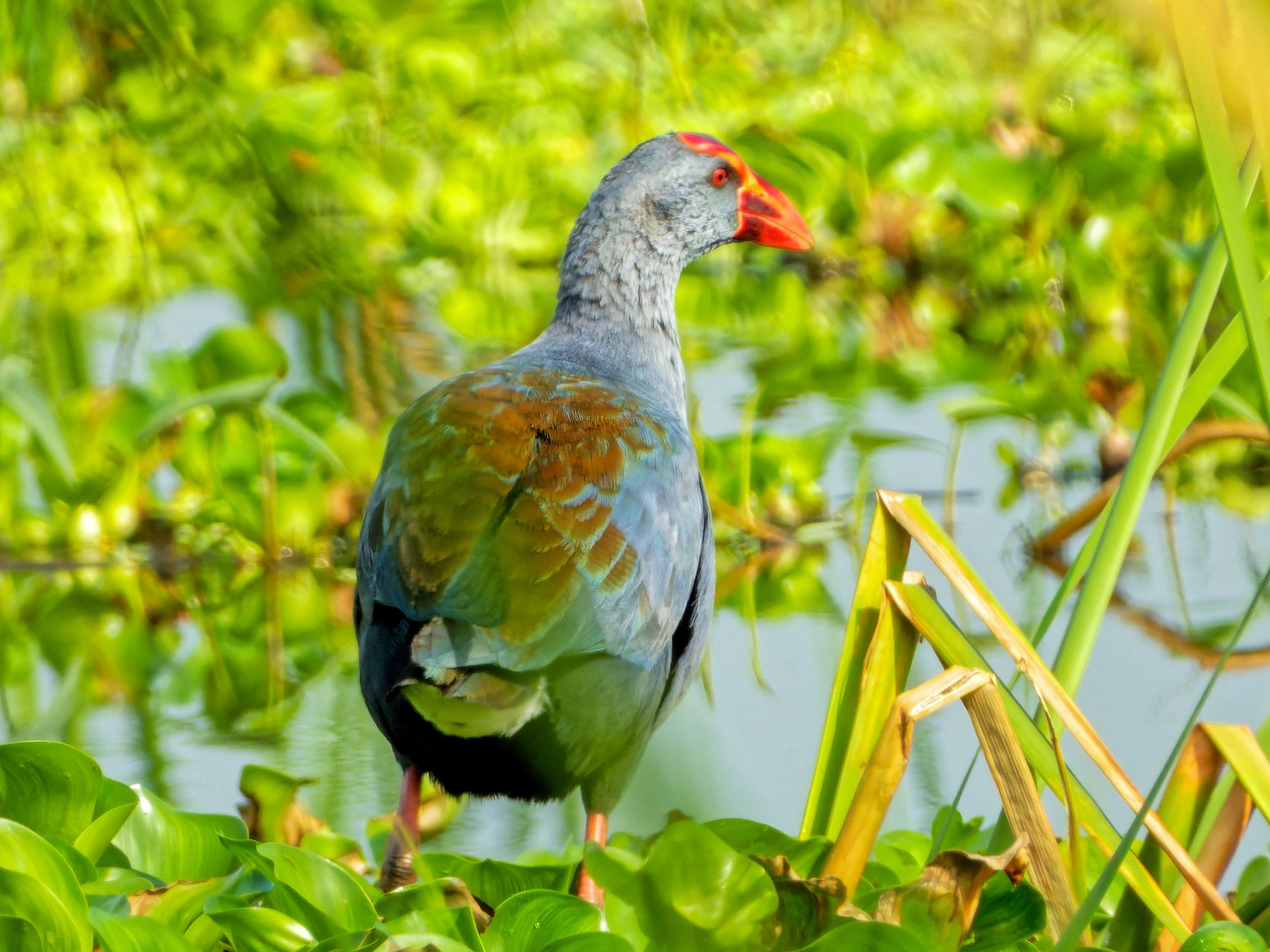 Philippine Swamphen - eBird