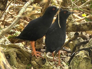 Henderson Island Crake - eBird
