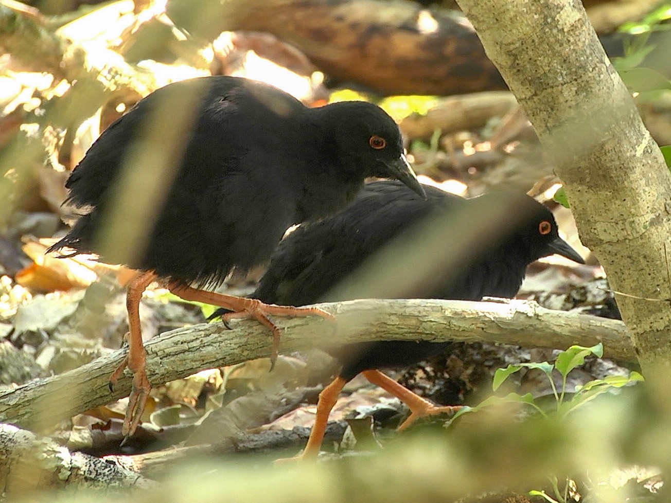 Henderson Island Crake - eBird