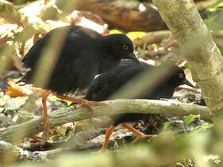 Henderson Island Crake - eBird