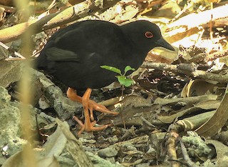 Henderson Island Crake - eBird