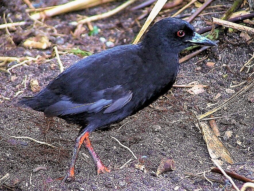 Henderson Island Crake - eBird