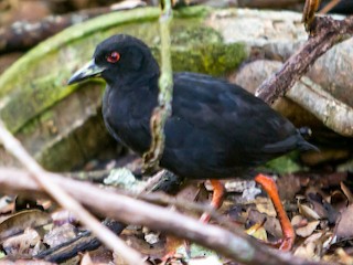Henderson Island Crake - eBird
