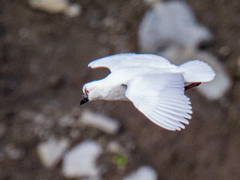 Black-faced Sheathbill - eBird
