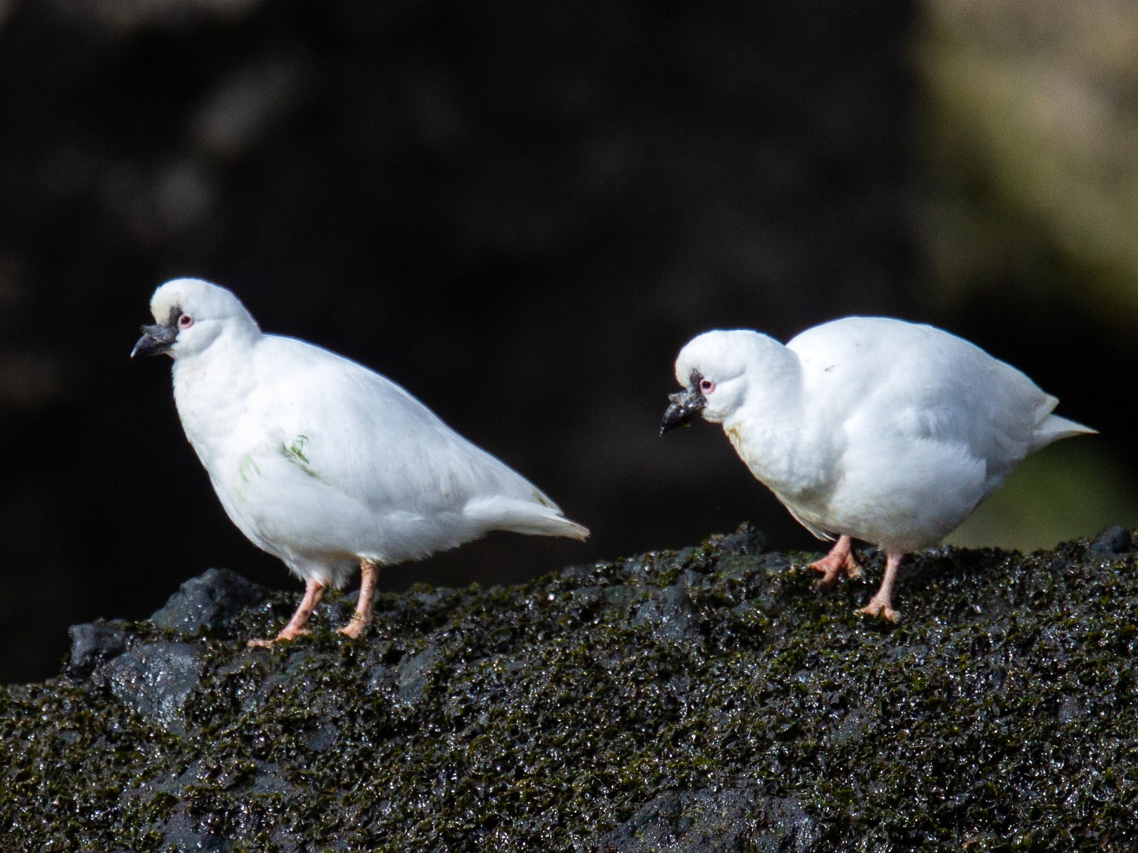 Black-faced Sheathbill - eBird