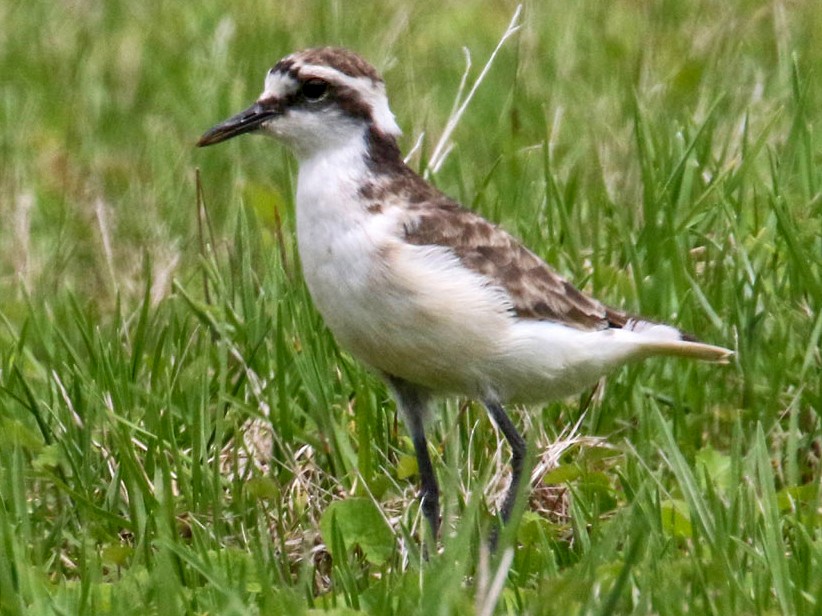 St. Helena Plover - eBird