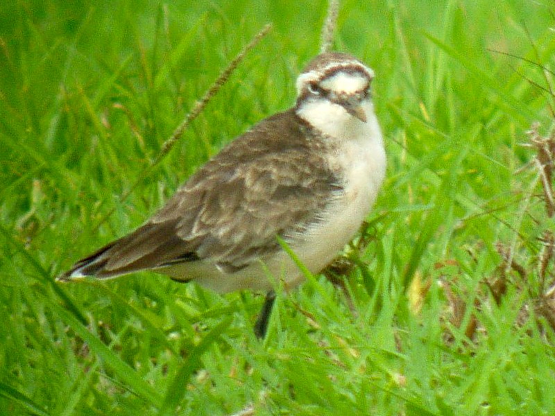 St. Helena Plover - eBird