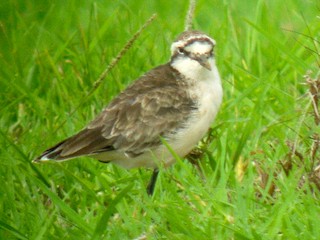 St. Helena Plover - eBird