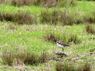 St. Helena Plover - eBird
