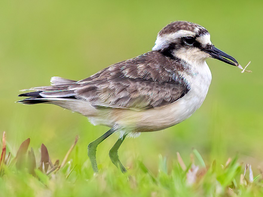 St. Helena Plover - eBird