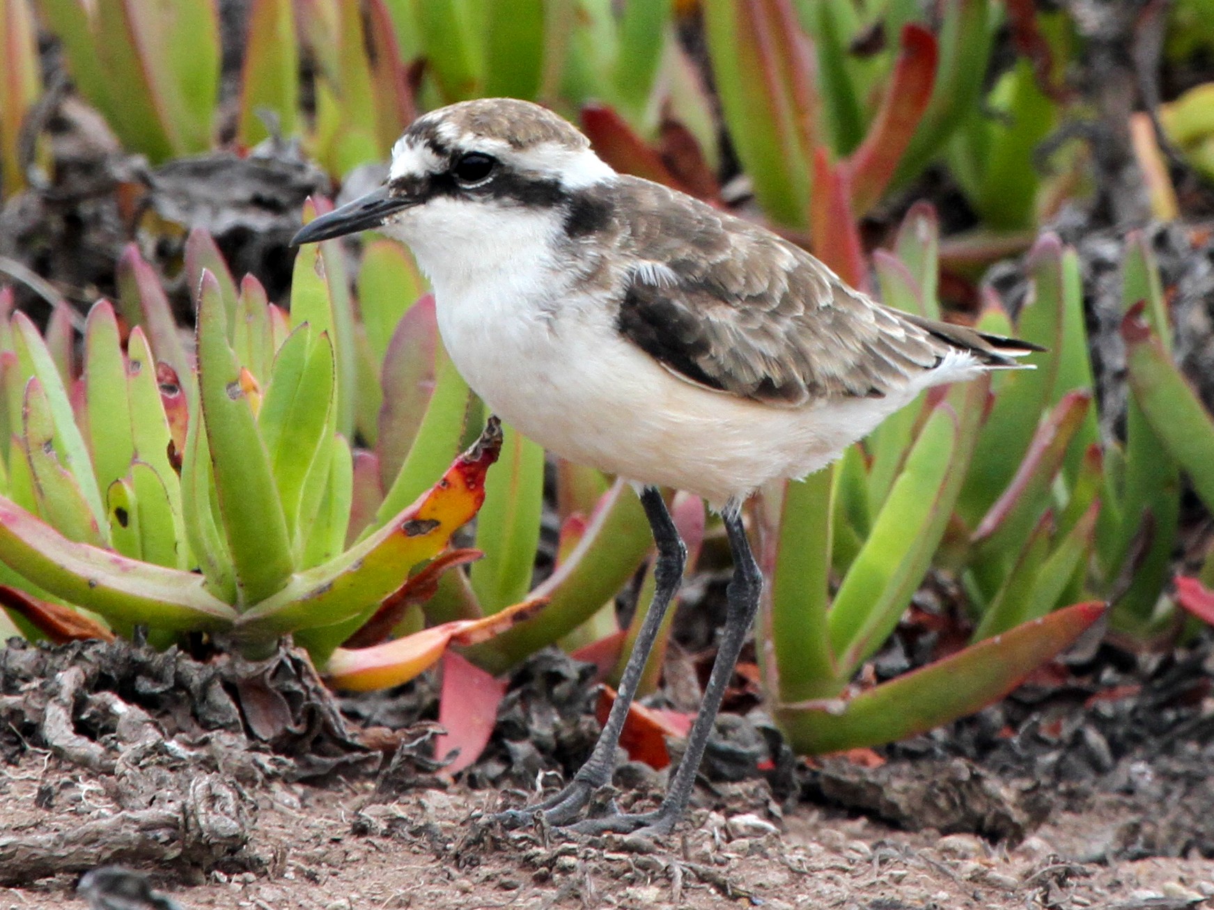 St. Helena Plover - eBird