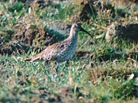 Slender-billed Curlew - eBird