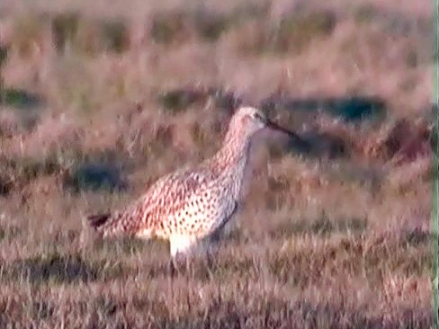 Slender-billed Curlew - eBird