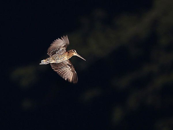 Bukidnon Woodcock - eBird
