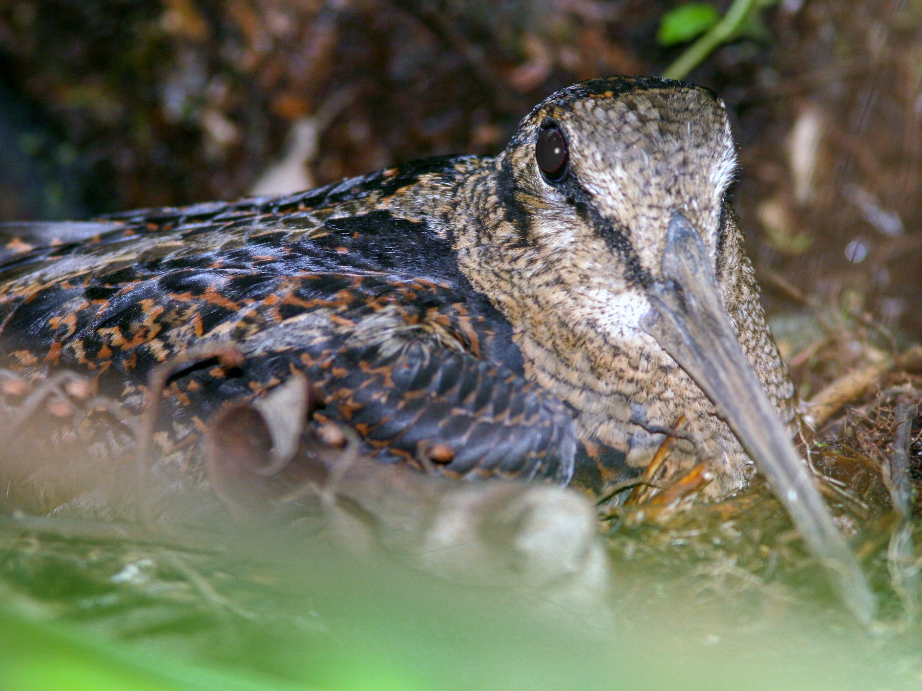 Bukidnon Woodcock - eBird