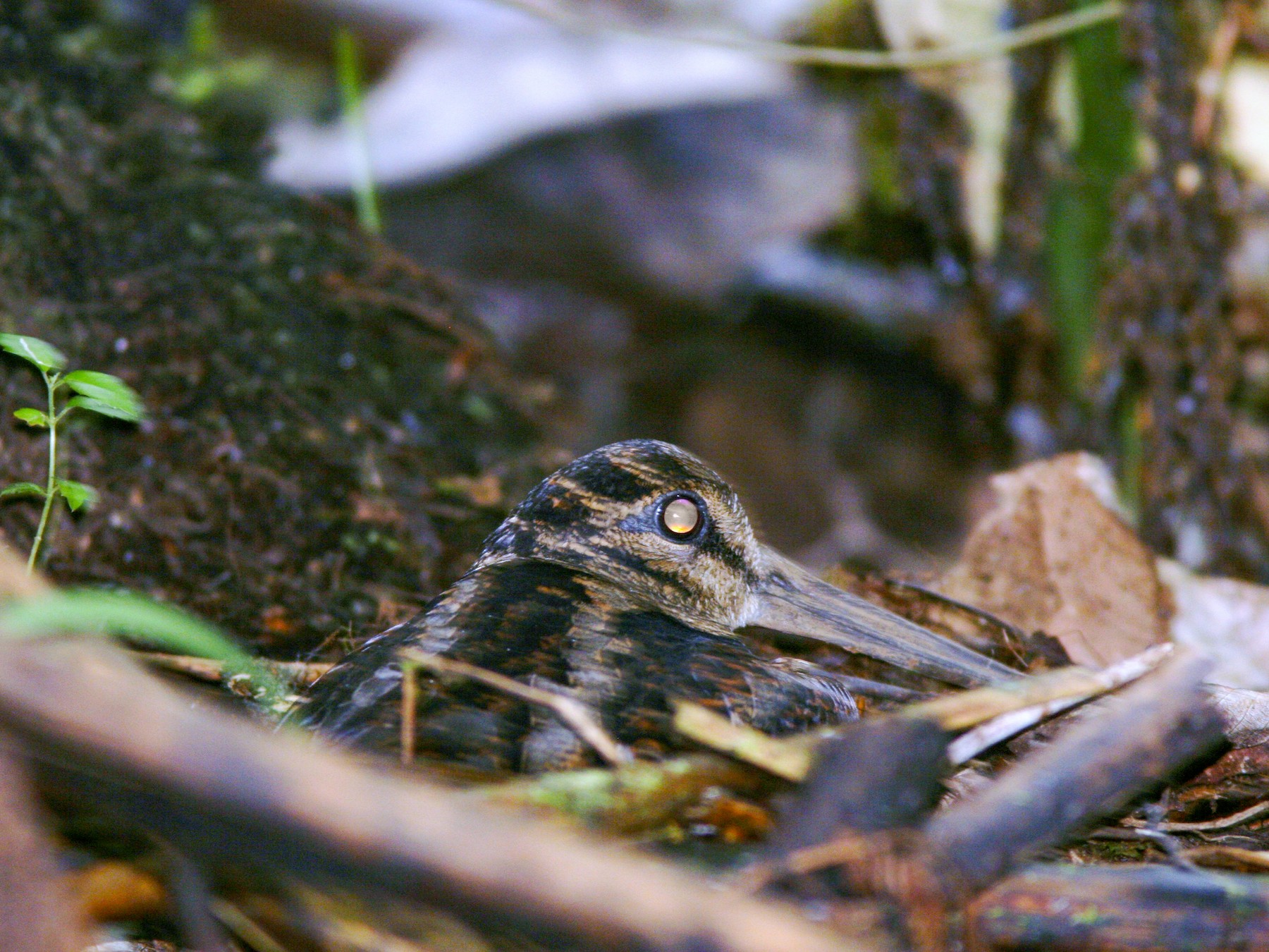 Bukidnon Woodcock - eBird