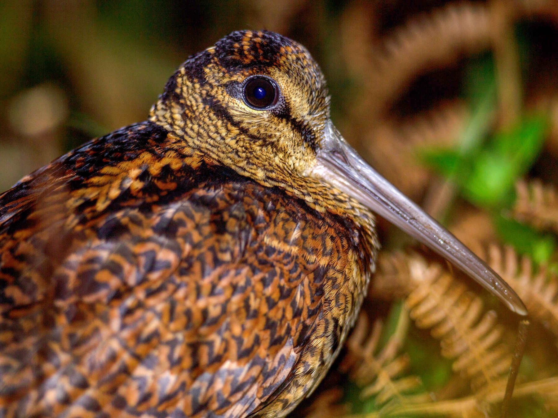 Chocha Filipina - eBird