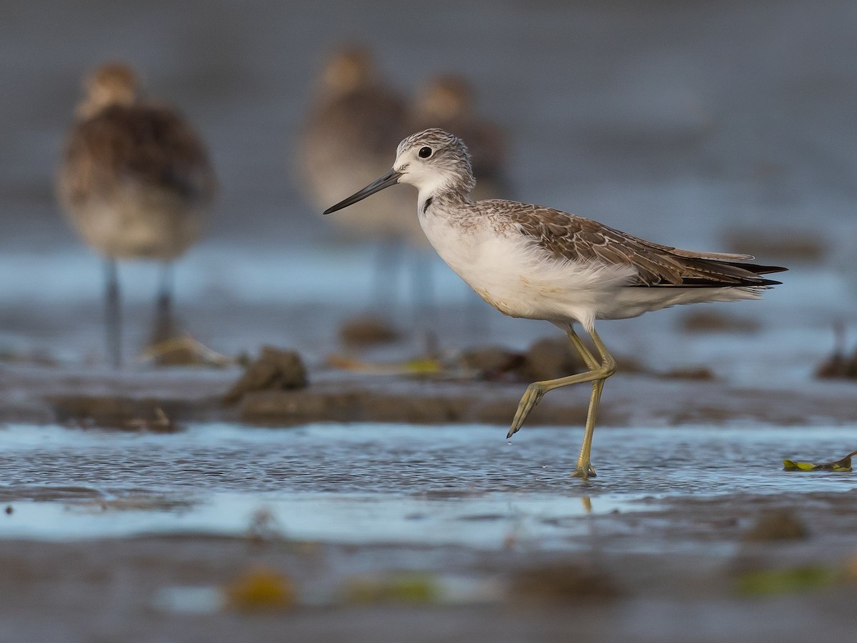 Common Greenshank - Tringa nebularia - Birds of the World