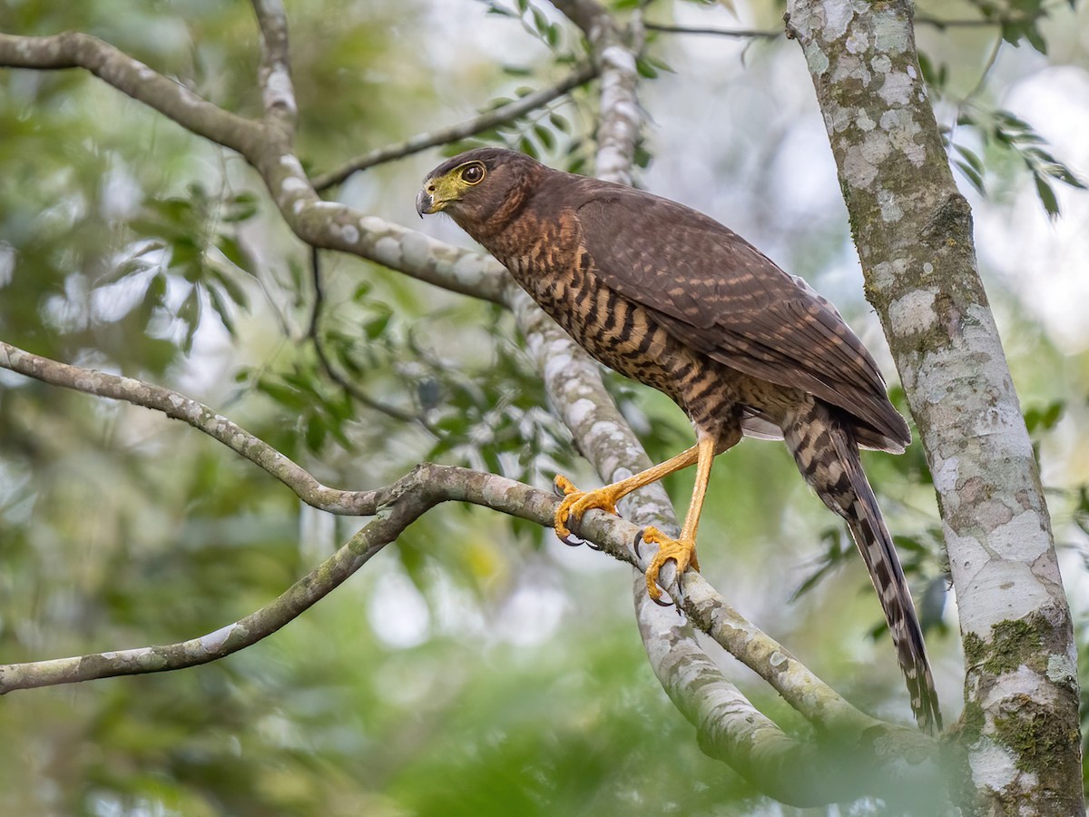 Collared Forest-Falcon - Micrastur semitorquatus - Birds of the World