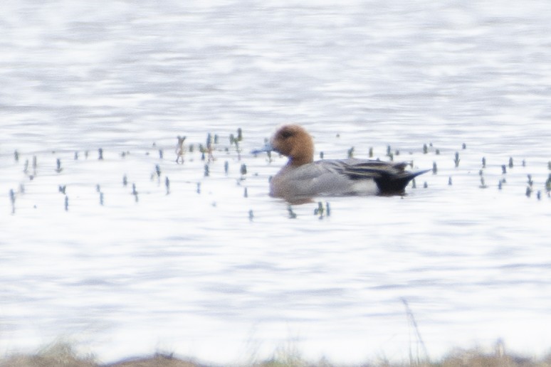 eBird Checklist - 30 May 2021 - Нигирь (Nigir) - 44 species