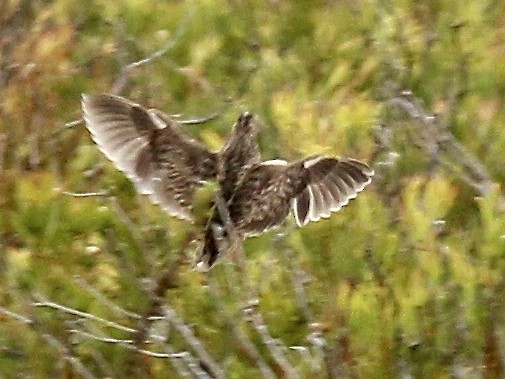 fynbos buttonquail - eBird