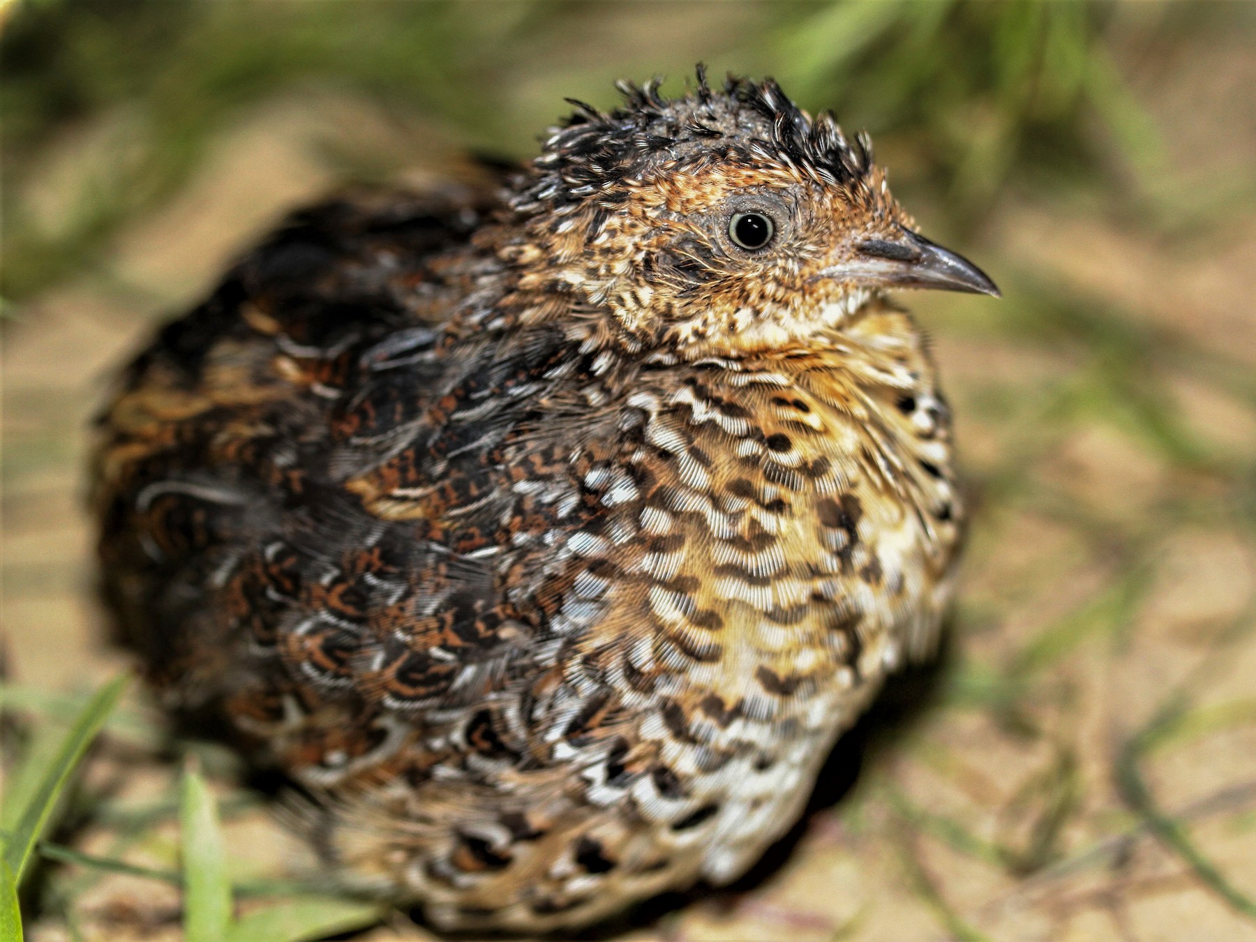 Fynbos buttonquail - eBird
