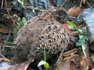 Spotted Buttonquail - eBird
