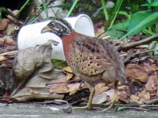 Spotted Buttonquail - eBird