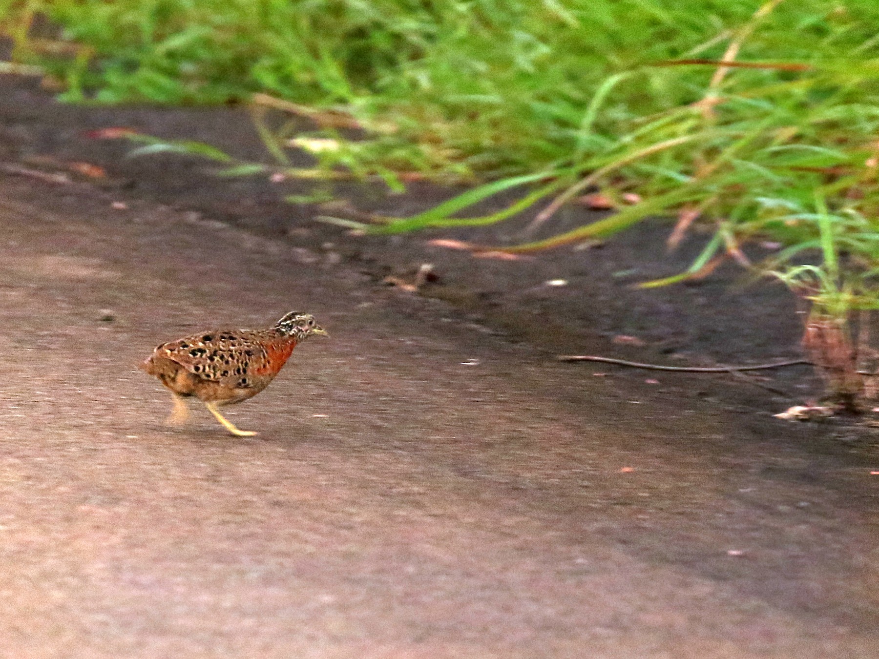 Spotted Buttonquail - eBird