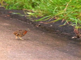 Spotted Buttonquail - eBird