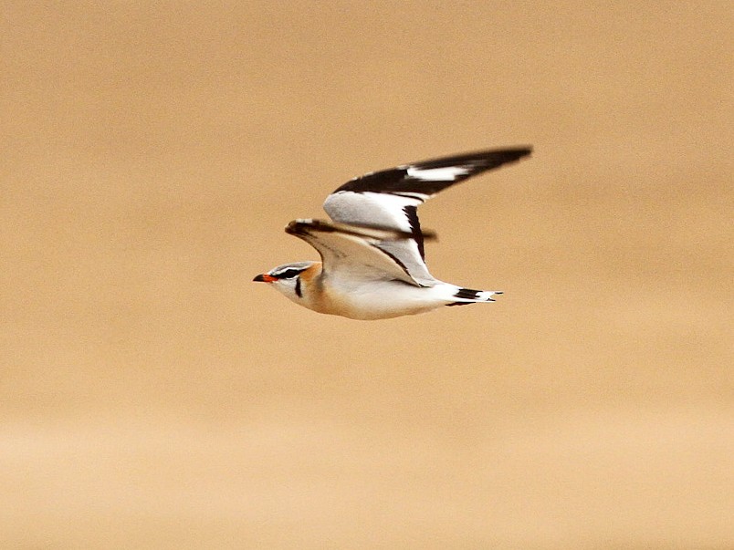 Grey Pratincole - eBird