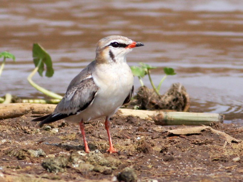 Gray Pratincole - eBird