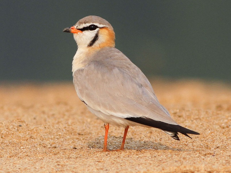 Gray Pratincole - eBird
