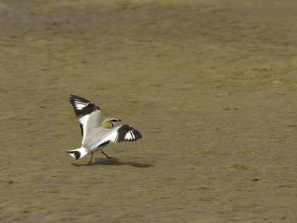 Gray Pratincole - eBird