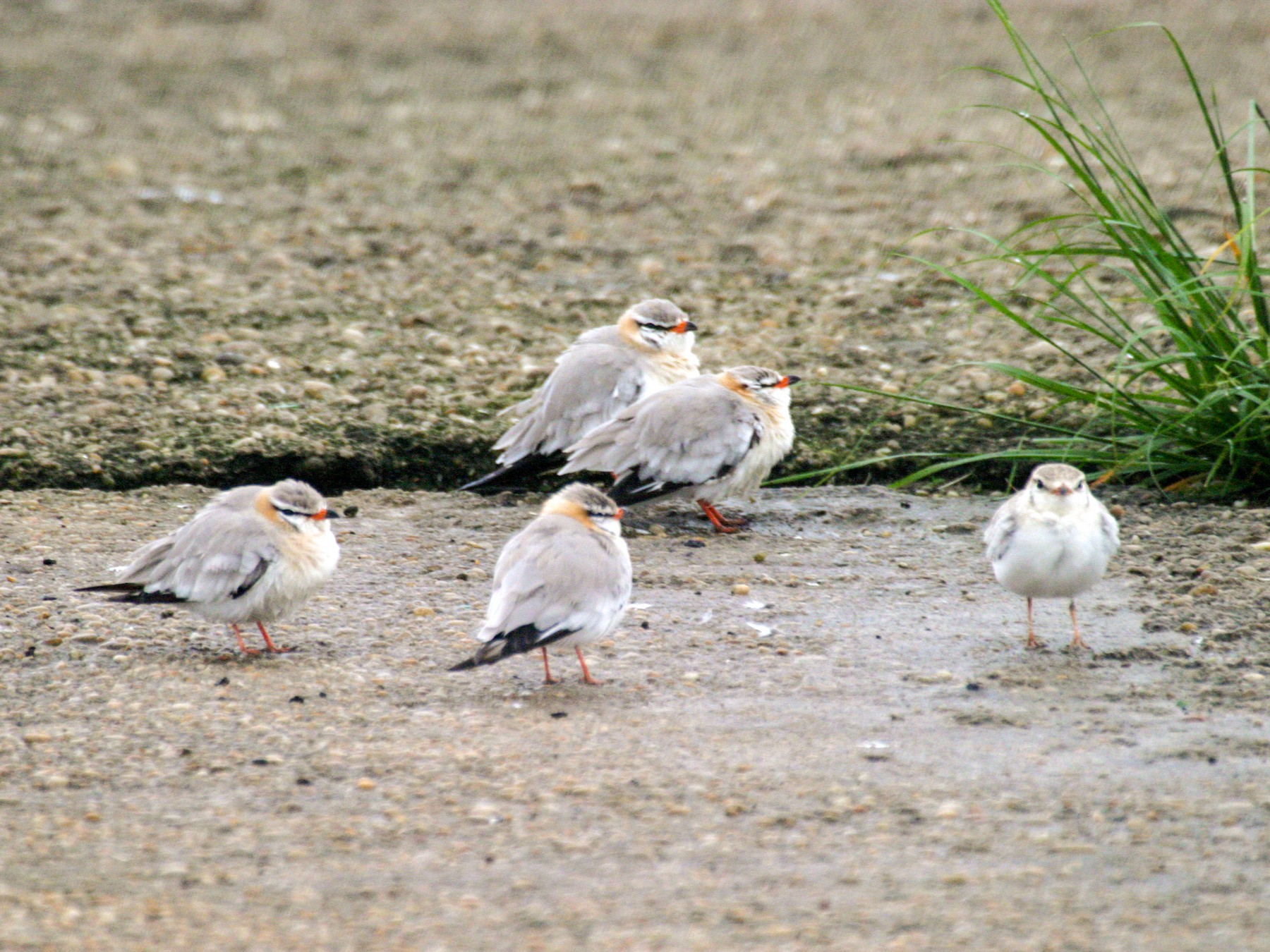 Grey Pratincole - eBird