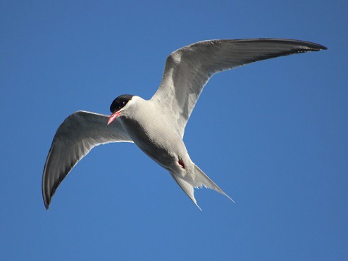 Kerguelen Tern - eBird
