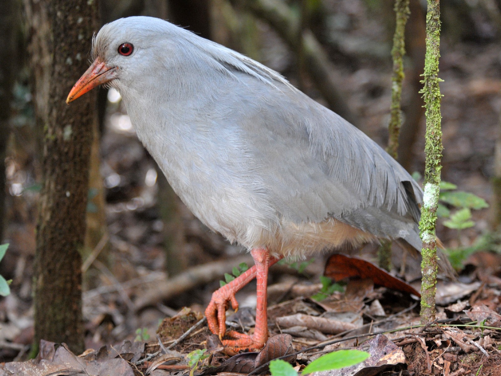 Kagu - eBird