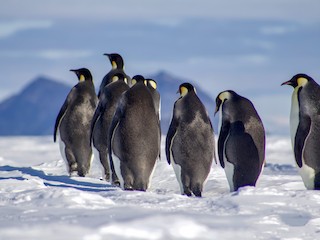 Emperor Penguin - eBird