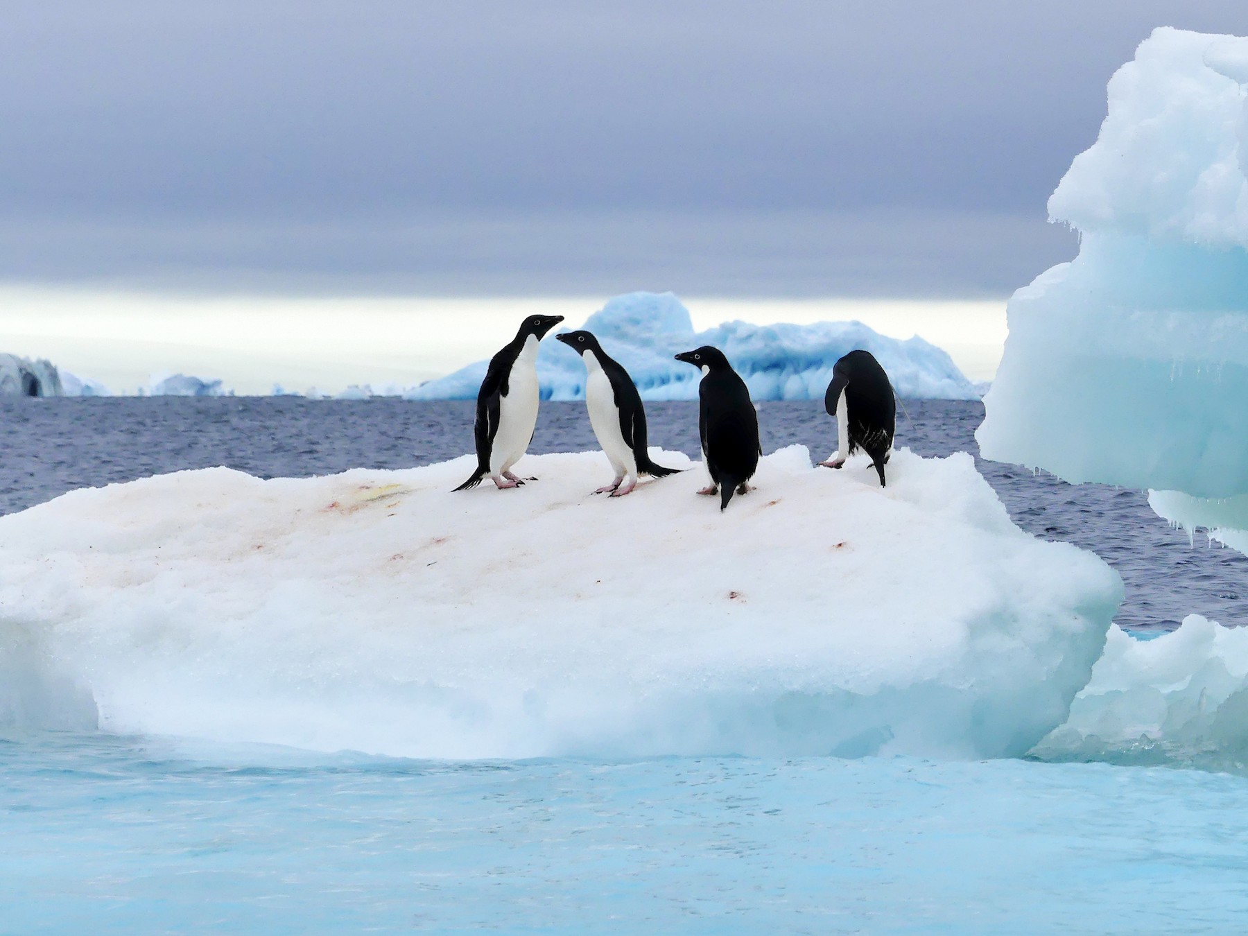 pingwin białooki - eBird