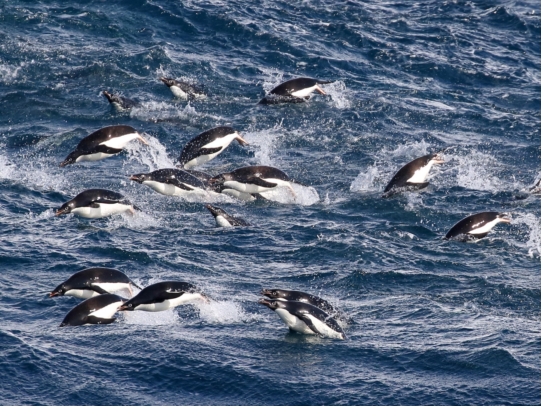 Adelie Penguin - eBird