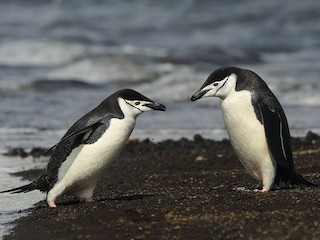 Chinstrap Penguin - eBird