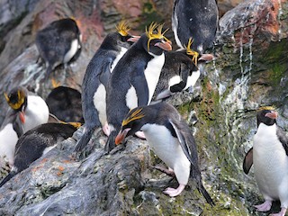 Macaroni Penguin - eBird